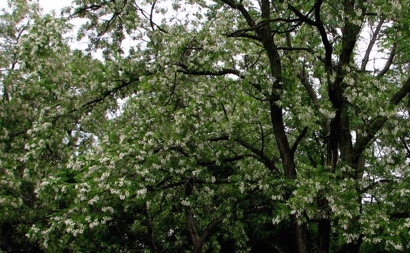 Two locust trees – The Art of Compost